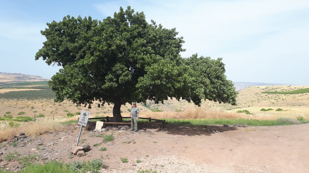 The Secret of the Oak Tree | Galilee Green